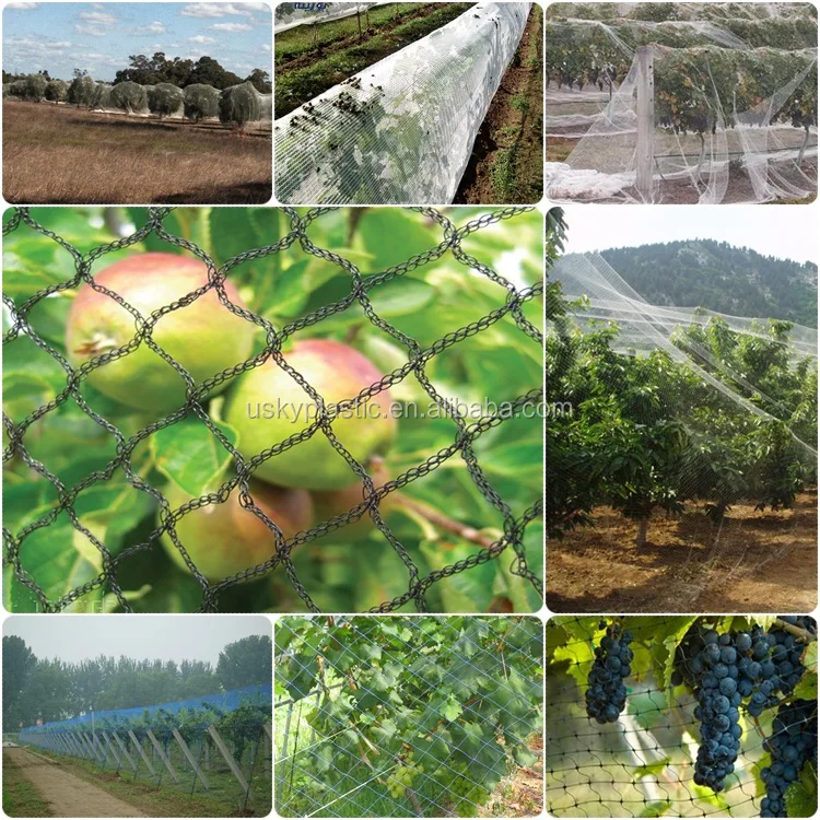 South Africa Rice Farm Hdpe Bird Netting For Sale - Buy Bird Netting ...
