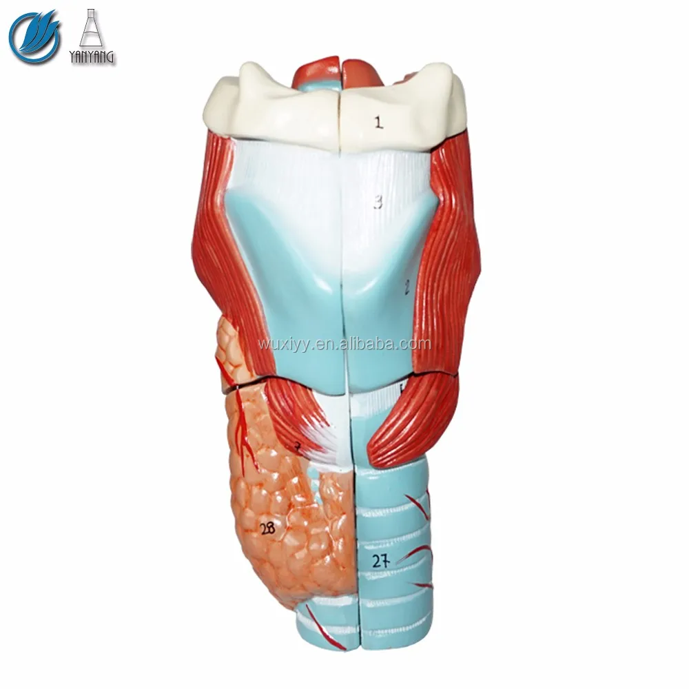 Human Plastic Anatomical Larynx Model - Educational Specimen