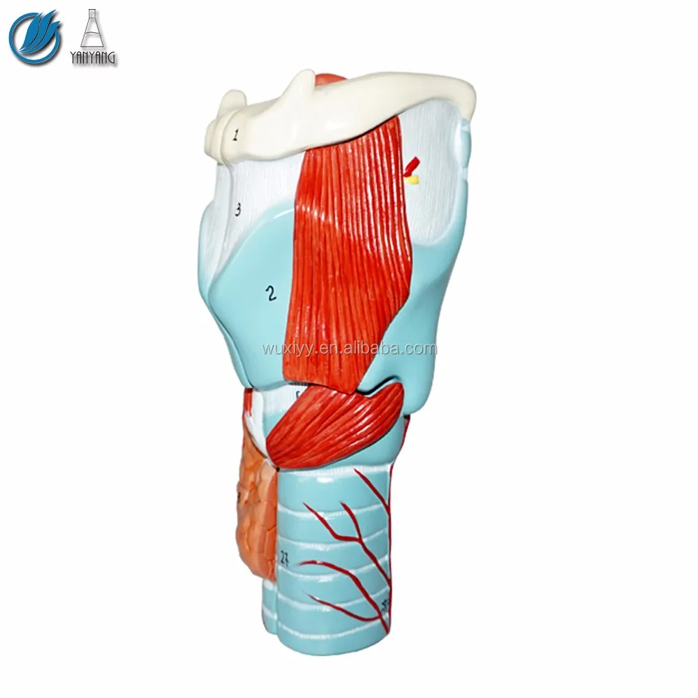 Human Plastic Anatomical Larynx Model - Educational Specimen