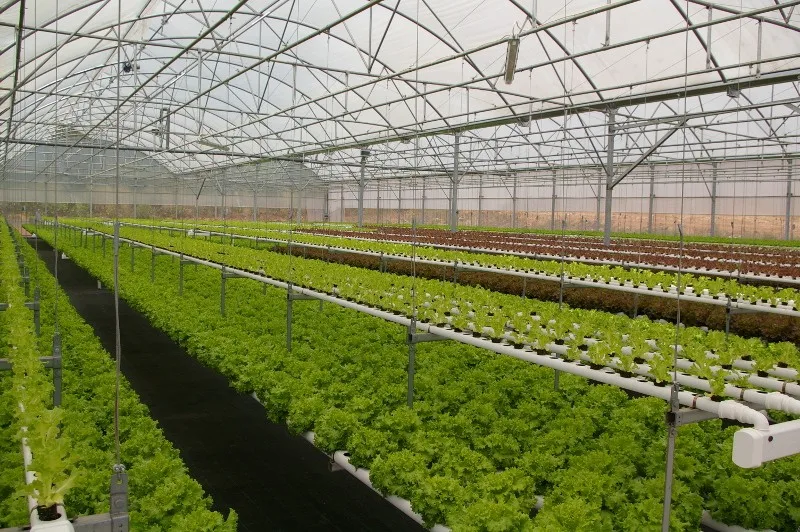 NFT Hydroponic Gully/gutter/channel for Greenhouse Use