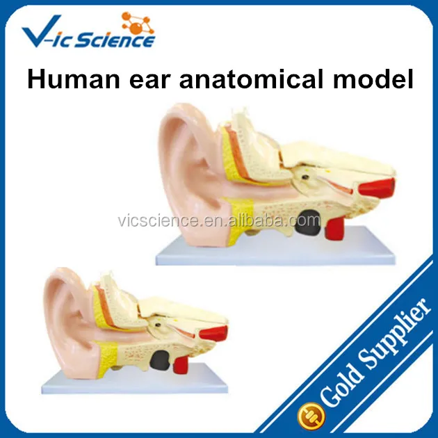 Human Ear Models,Ear Anatomy Model,Plastic Ear Model - Buy Human Ear ...