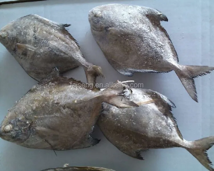 Whole Round Frozen Black Pomfret Fish - Nutritious & Versatile