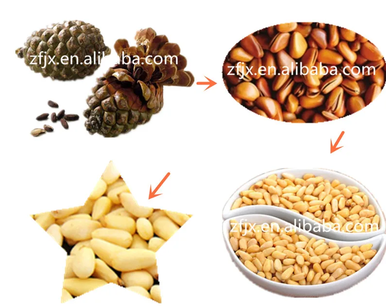 Newest Type Pinoli Nut Shelling Acorn Sheller Pine Seed Cracker Indian ...