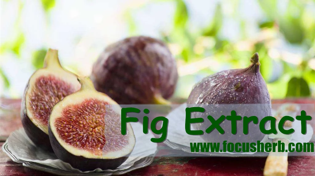 Focusherb10:1 Ficus Carica Fruit Extract - Buy Ficus Carica Fruit ...