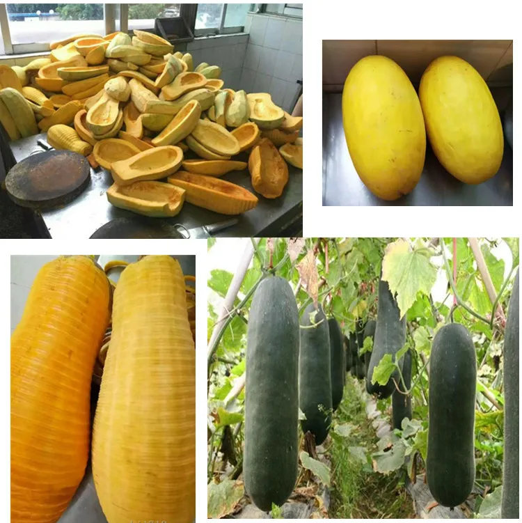 Stainless Steel Efficiency Squash Pumpkin Separating Machine