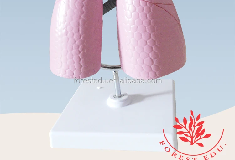 Asthma Model FRT167 - Detailed Lung Anatomy for Education