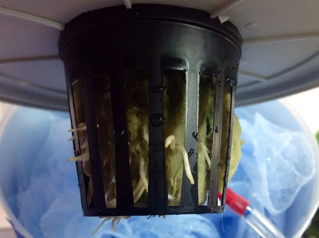 Net Pots for Hydroponics - 2 Inch NFT Pots by Naturehydro