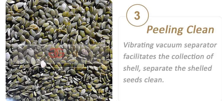 Automatic Pumpkin Seed Shelling and Sacha Inchi Nuts Peeling Machine ...