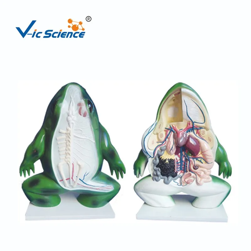 Advanced Pvc Enlarged Frog Dissection Animal Anatomical Model For ...