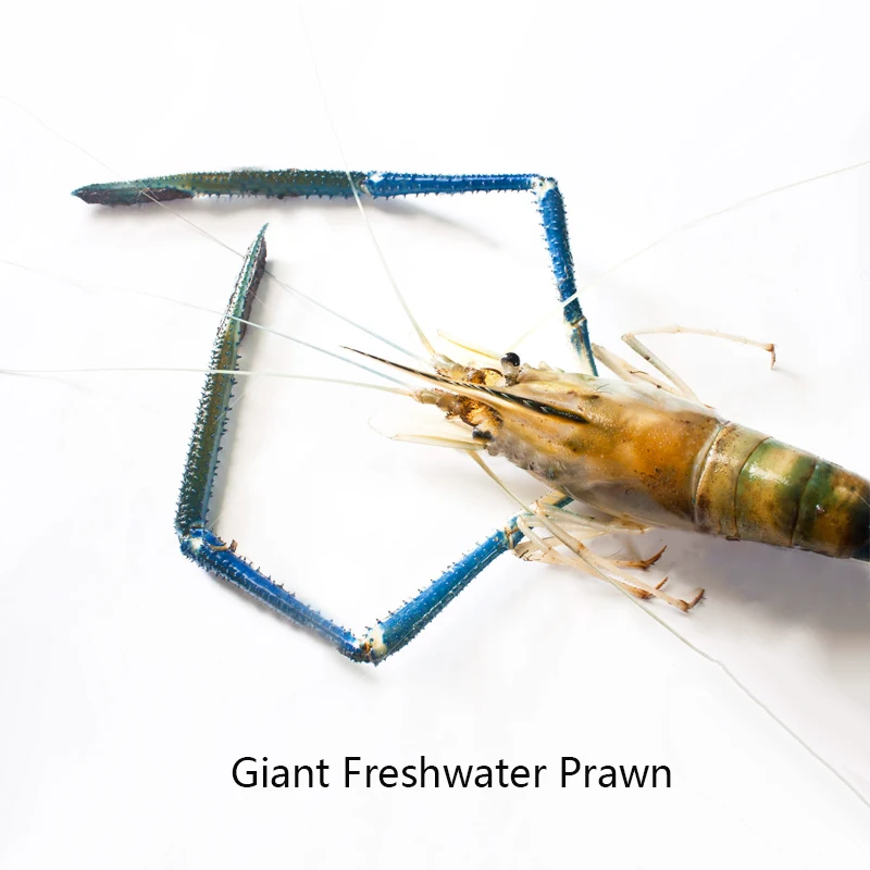 Ras Fishing Farming Equipment Energy Saving,Ras Fish,Ras Recirculating ...