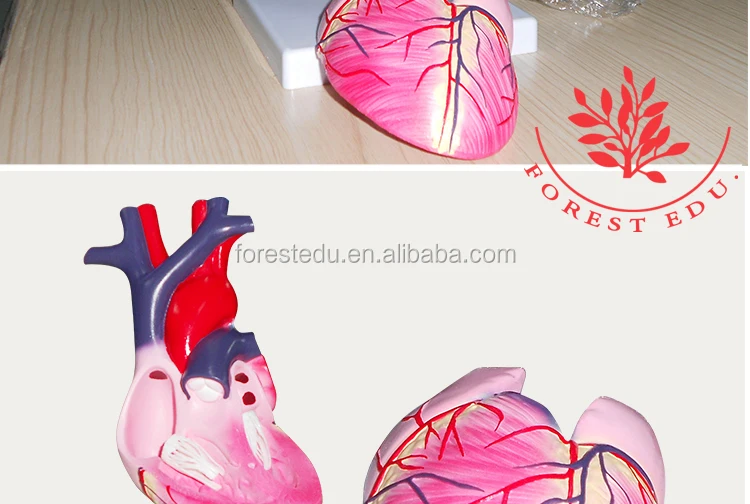 Plastic Heart Model - Anatomy Teaching Tool for Medical Science