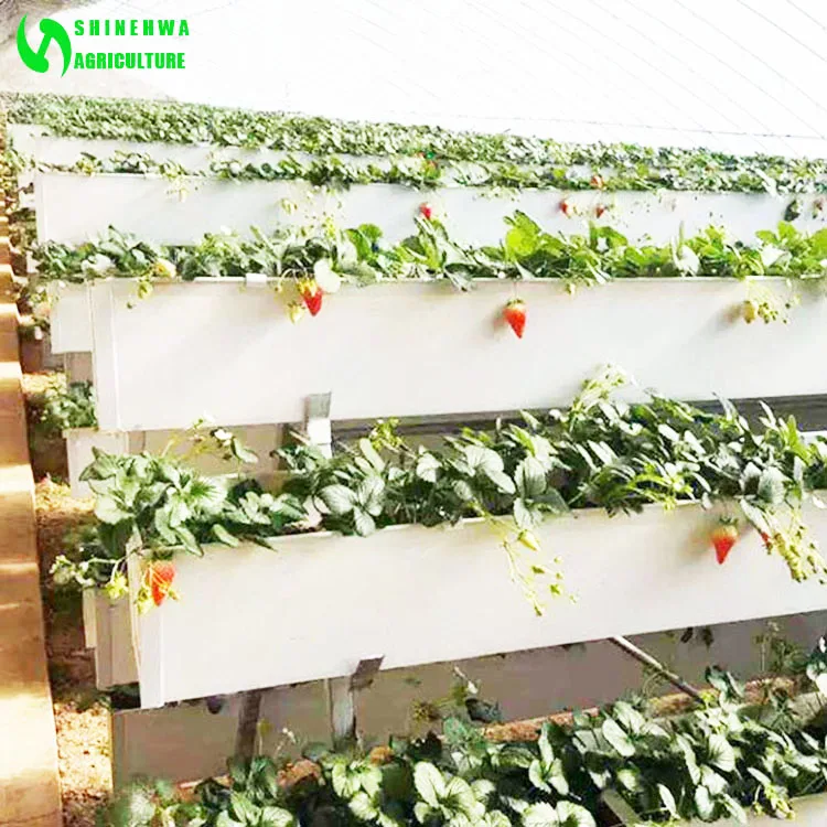 Vertical Pvc Trough Hydroponic Strawberry Growing Systems In Greenhouse ...