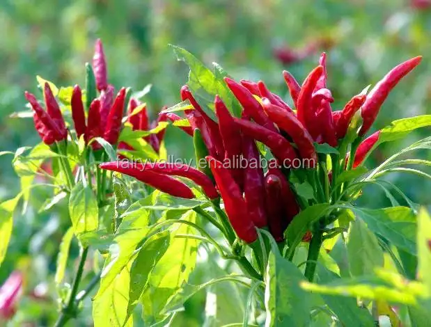 Hybrid Red Cluster Pepper Seeds Hot Red Chili Seeds For Growing-sky ...