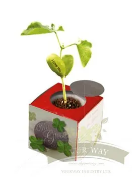 Wooden Packing Magic Bean,Magic Bean Plant - Buy Wooden Packing Magic ...