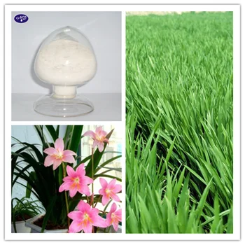 Seradix Rooting Hormone Powder Iba 98%tc Iba-k 3-indolebutyric Acid Iba ...