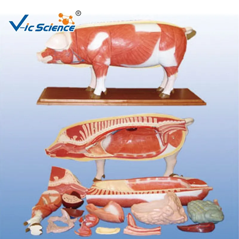 Animal Models - the Dissection Model of Pig for Teaching