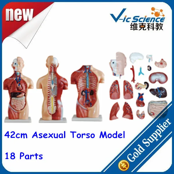Medical Anatomical Model Pvc Human Anatomy Medical Anatomical Muscle ...
