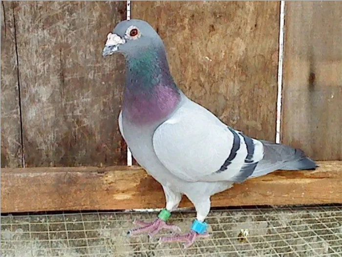 125khz S256 Pigeon Chip Rings - RFID Tags for Animal Management