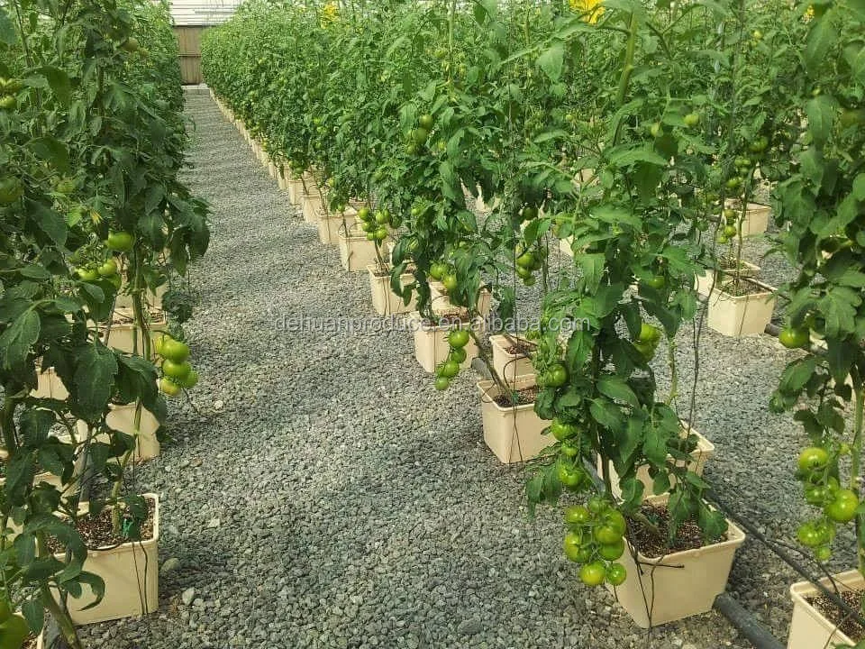 Hydroponic Dutch Bato Bucket Trough Growing Systems for Tomatoes