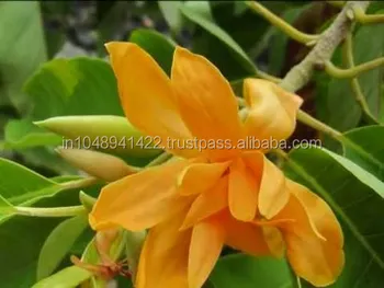 Michelia Champaca Oil / Michelia Champaca Absolute Oil - Buy Champaca ...