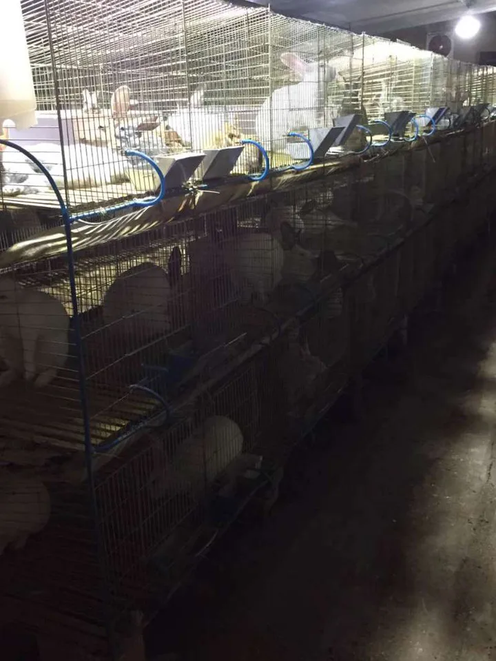 Durable Industrial Breeding Rabbit Cages - 3/4 Tiers