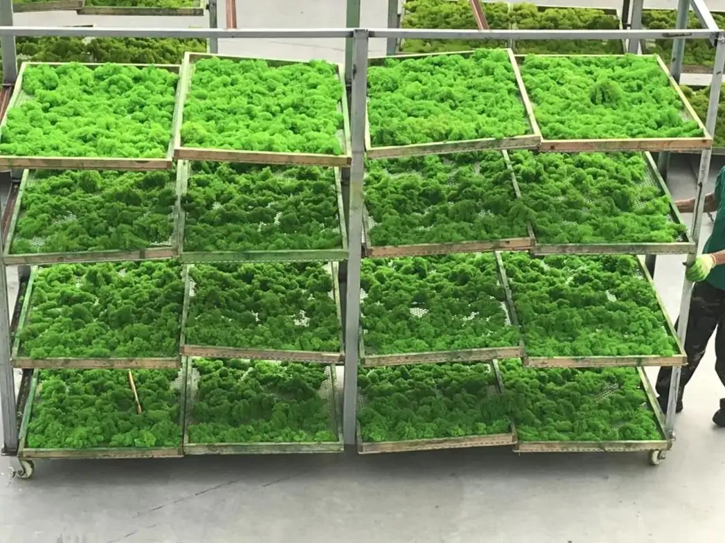 Preserved Flat Moss Frame from Yunnan Basa Agricultural Technology