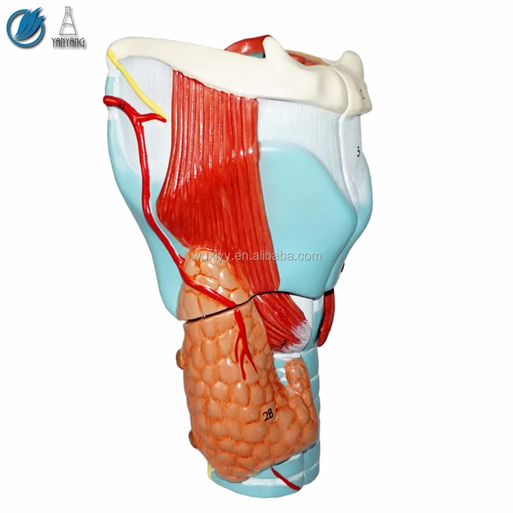 Human Plastic Anatomical Larynx Model - Educational Specimen