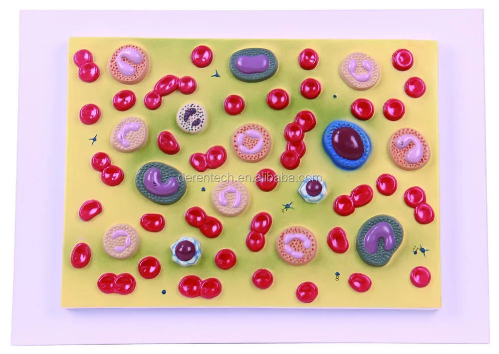 Human Educational Blood Cell Model,Blood Cell Model - Buy Blood Cell ...