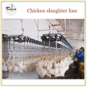 A Whole Line For Chicken Killing Machine/stainless Steel Machine For ...
