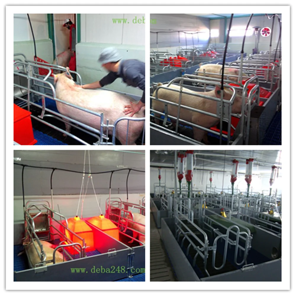 Pig Used Galvanized Swine Farrowing Crates - Buy Galvanized Swine ...