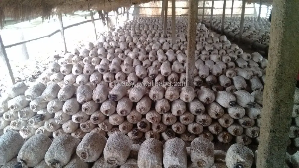 Easy Operation Milky Mushroom Cultivation Growing Bag Filling Machine ...