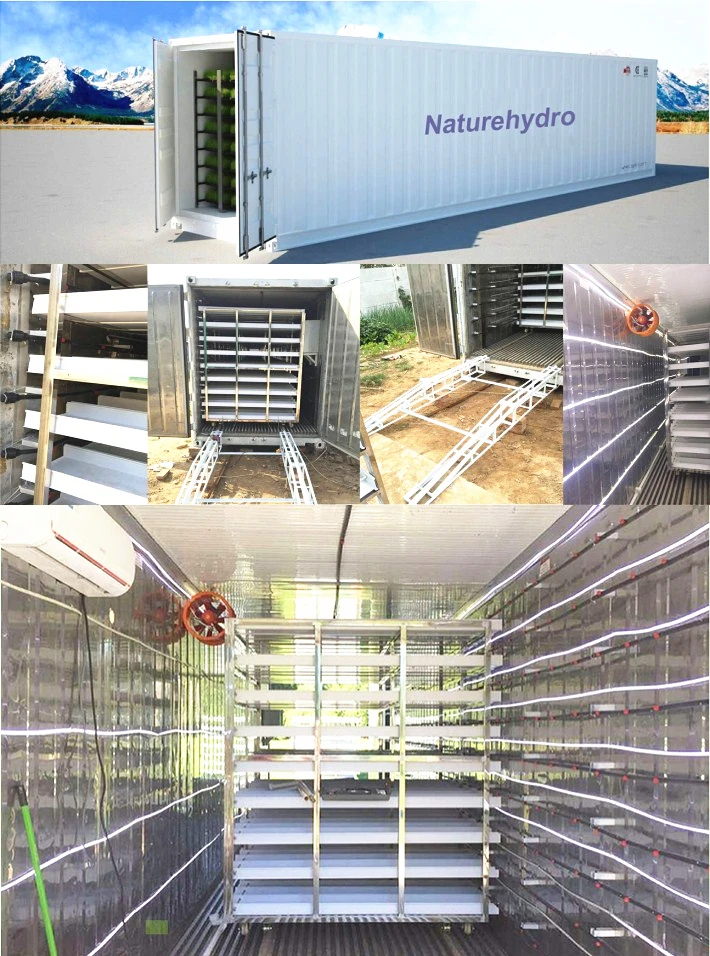 Hydroponic Fodder House - Barley and Wheat Grass Trays