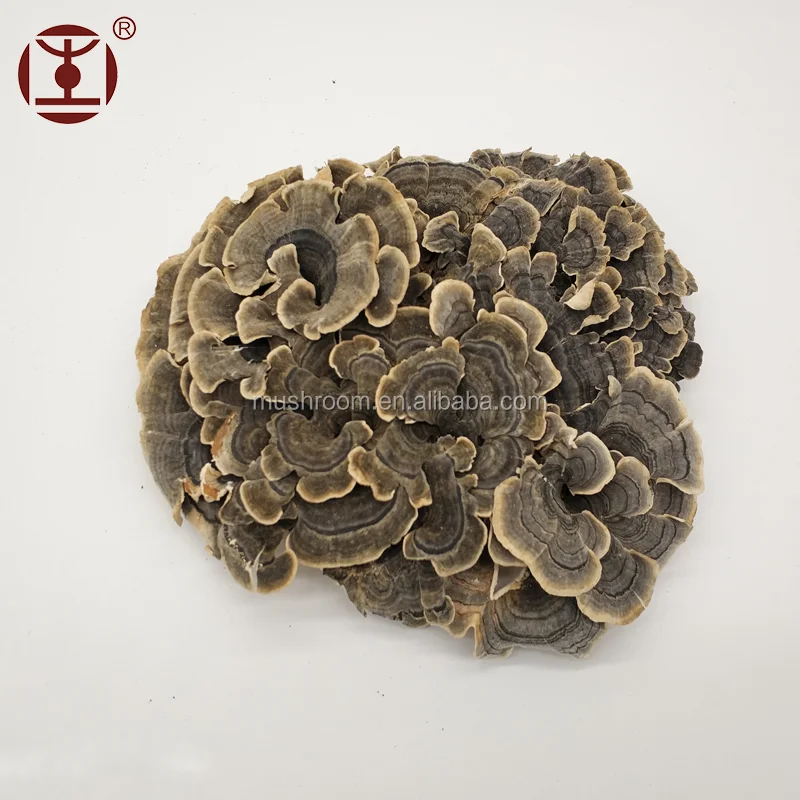Coriolus Versicolor Extract PSP,PSK - Fangge Mushroom Factory