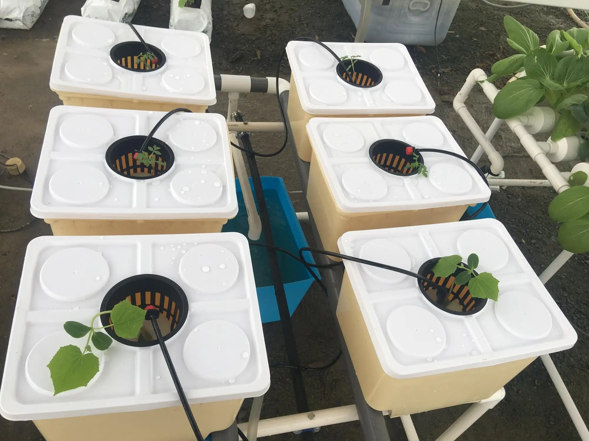 Complete Hydroponic Dutch Bucket System for Vegetable Growing