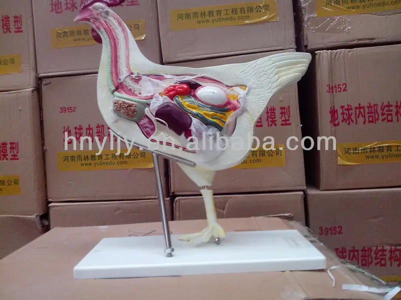 Cow Uterus Anatomical Model - High Quality Medical Science Teaching Tool
