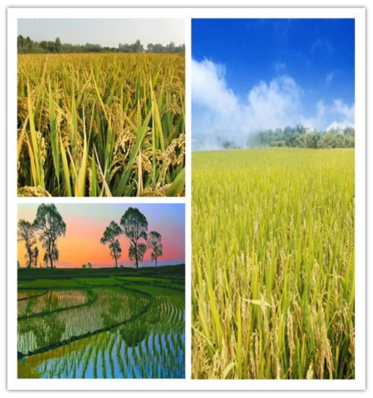 Bleached And Unbleached Rice Straw Pulp For Toilet Paper - Buy Bleached ...