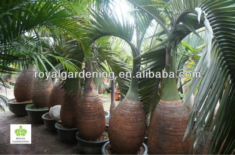 Hyophorbe Lagenicaulis ( Bottle Palm) For Landscaping - Buy Bottle Palm ...