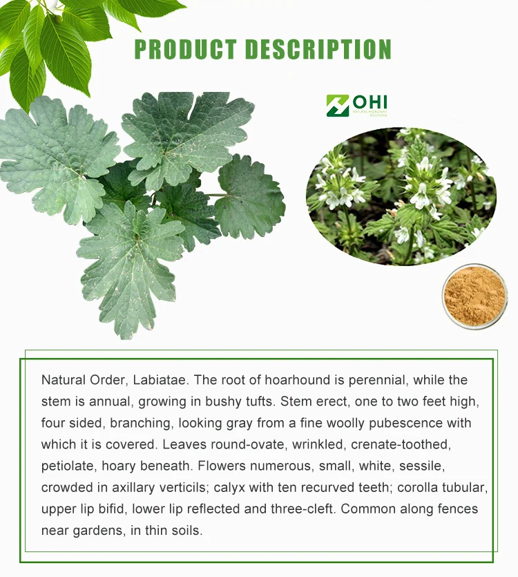 White Horehound (marrubium Vulgare Labiatae) White Horehound Extracts ...