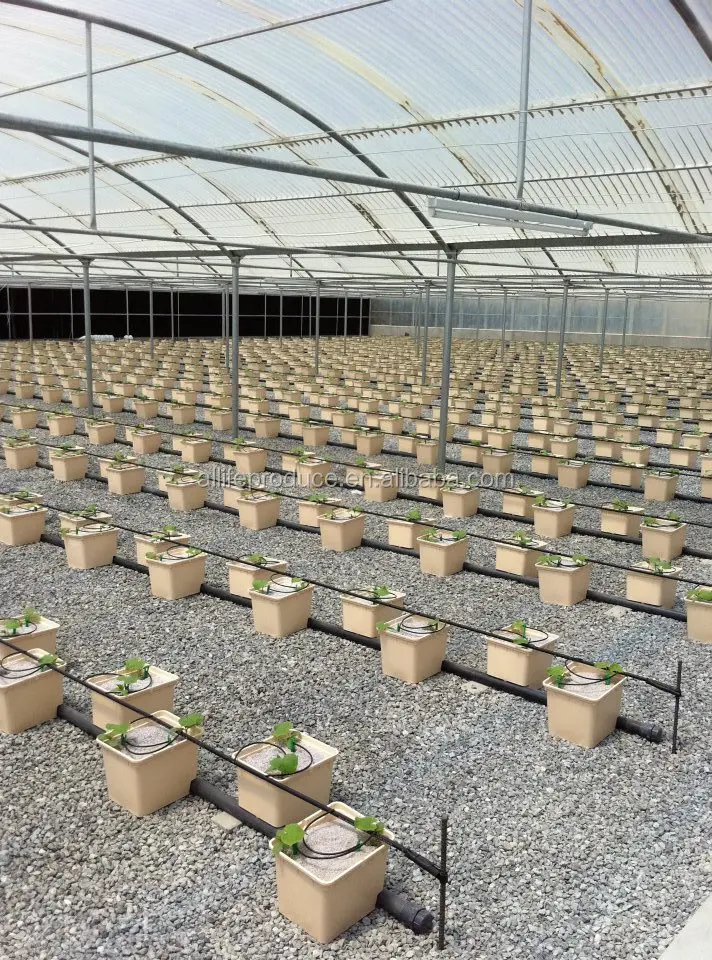 Commercial Dutch Bucket Hydroponic System for Vegetables