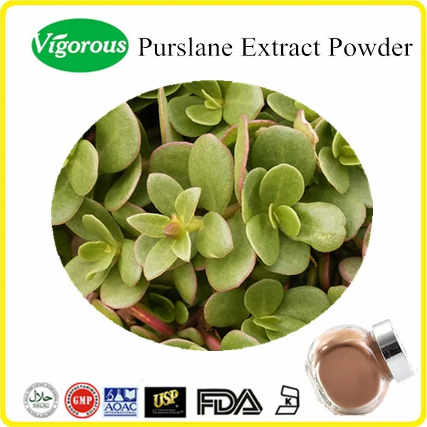 Water Soluble Purslane Extract Portulaca Oleracea Powder Bulk - Buy ...
