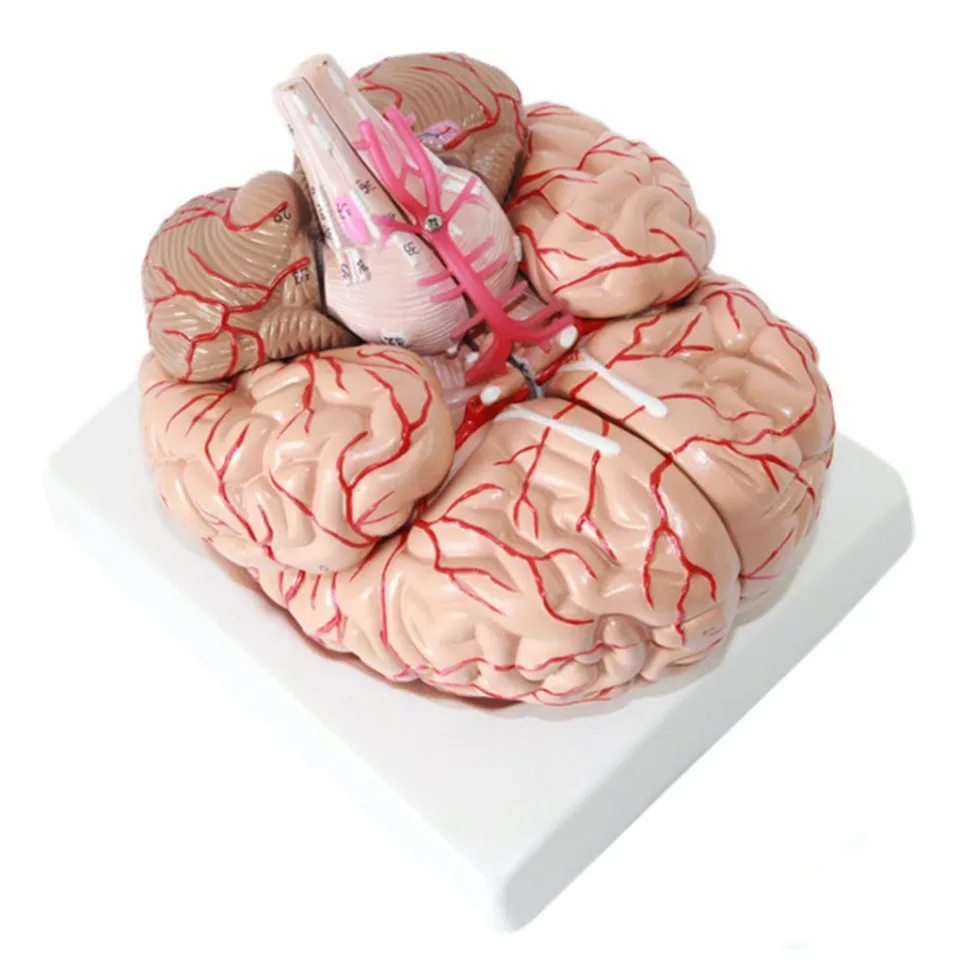 Life Size Human Anatomical Brain With Arteries 9 Parts Plastic Brain ...