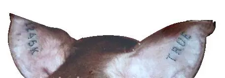 Great Farm Animal Tattoo Plier Instrument Tattooing Forceps For Animal ...