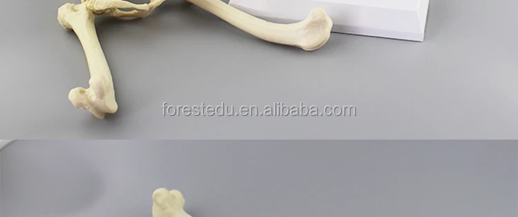 Dog Hip Joint Model - Educational Tool for Veterinary Science