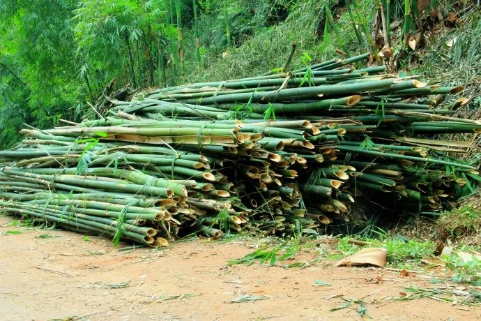 Dietary TFC Bleached Bamboo Pulp - Environmental Friendly