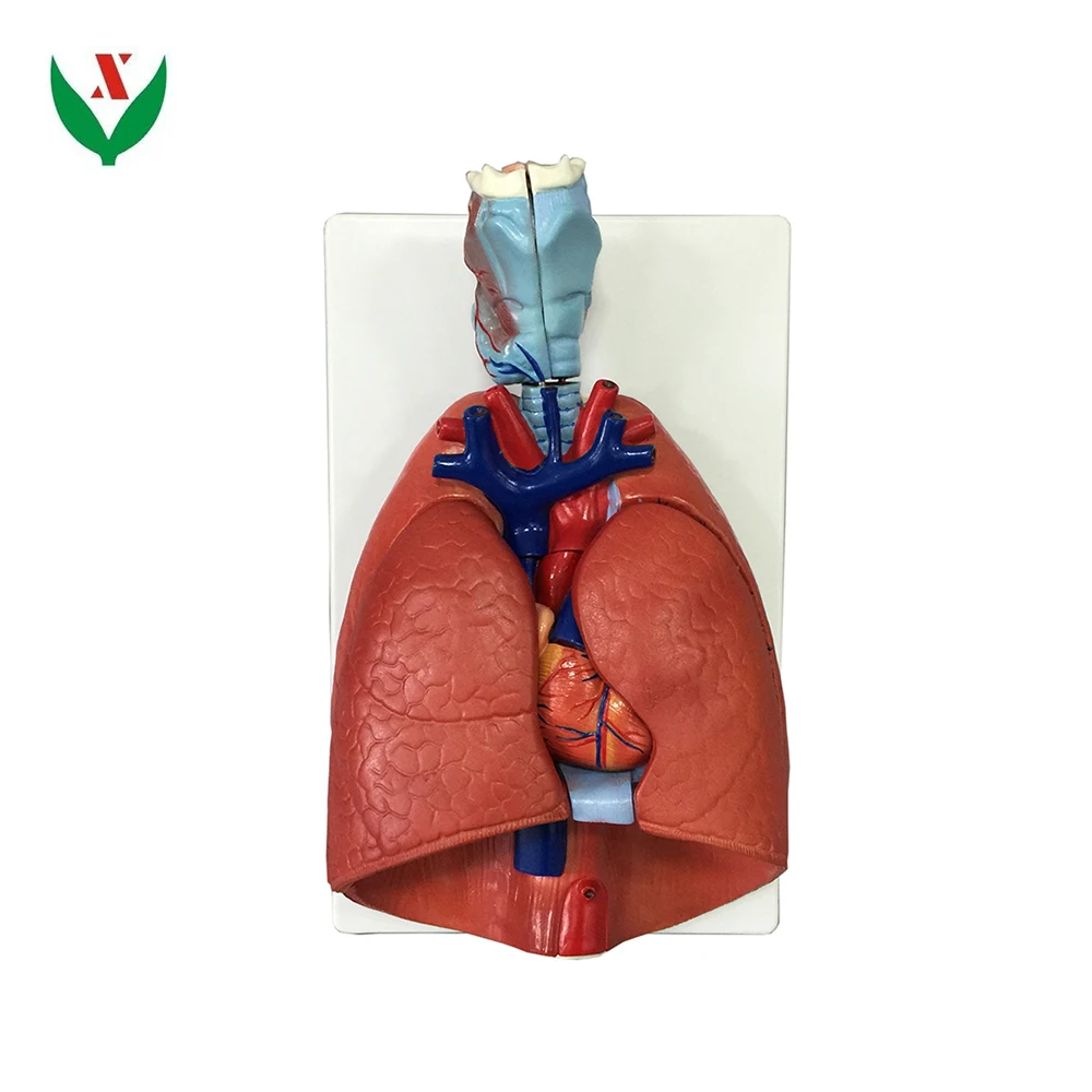 Life Size 3/4 Lung Model Larynx Heart Lung Anatomy Model Has 7 ...