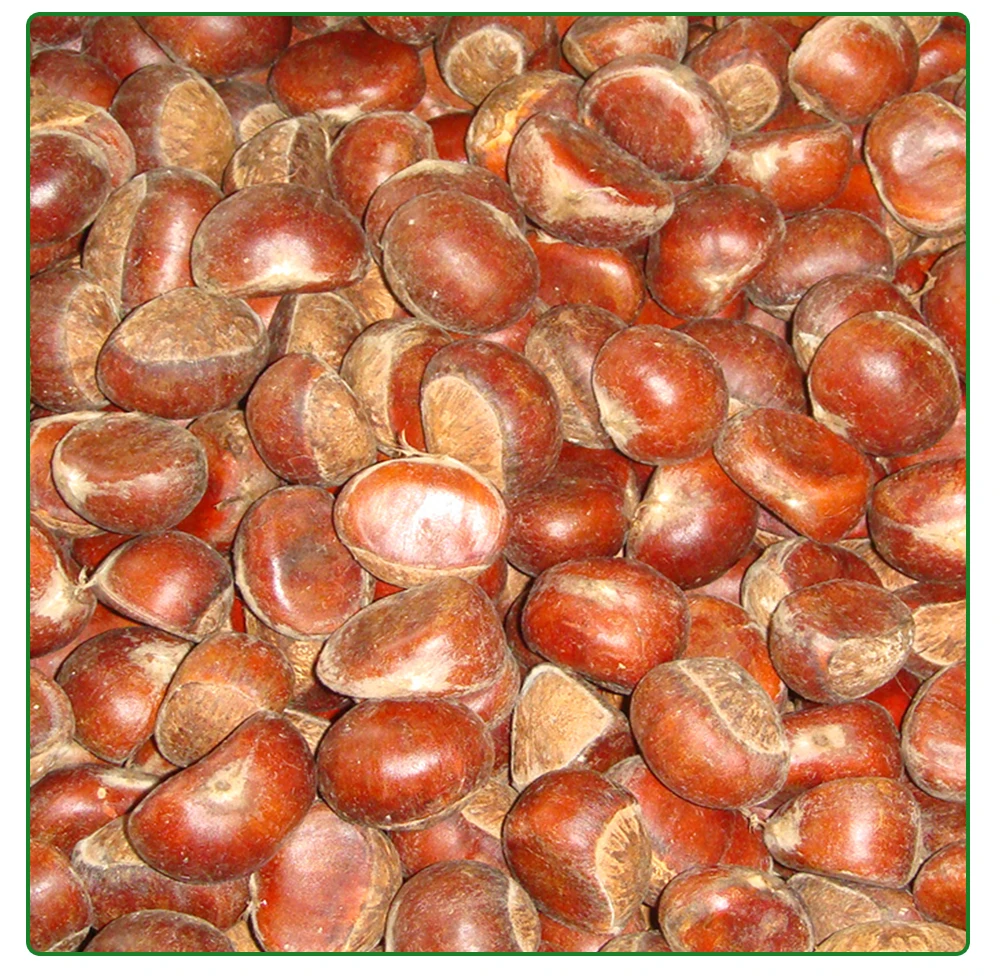 Fresh Chinese Chestnut - Buy Chinese Chestnut,Chestnut Seller,Chestnut ...