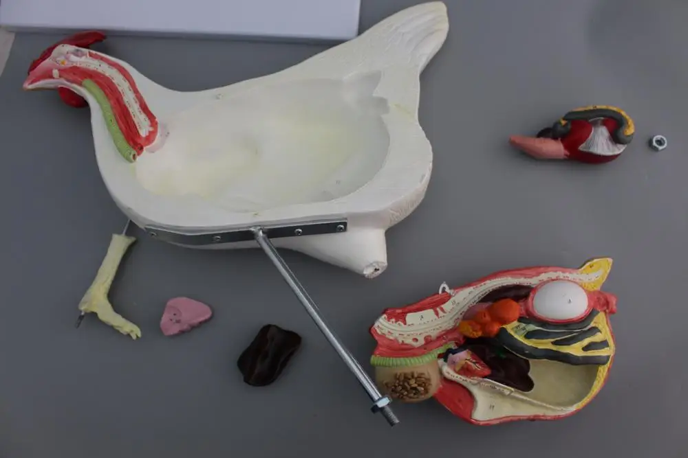Animal Anatomy Chick Anatomy Model Plasticized Specimens - Buy Animal ...