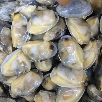 With / Without Shell Frozen Boiled Baby Clams For Market/ Restaurant ...