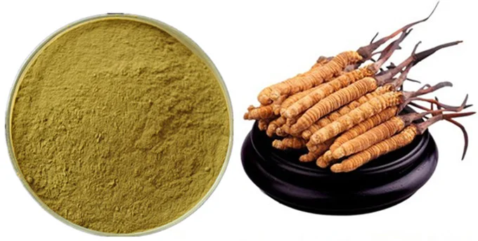 Pure Natural Cordyceps Sinensis Extract / Cordyceps Sinensis Cs-4 ...