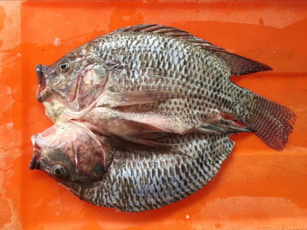 Frozen Tilapia Fillet Butterfly Cut - 24 Month Shelf Life